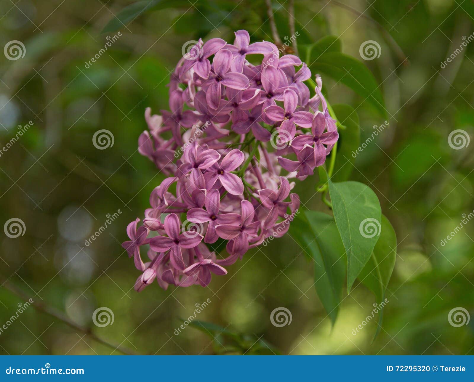 Lilac cor-de-rosa foto de stock. Imagem de flor, pistilo - 72295320