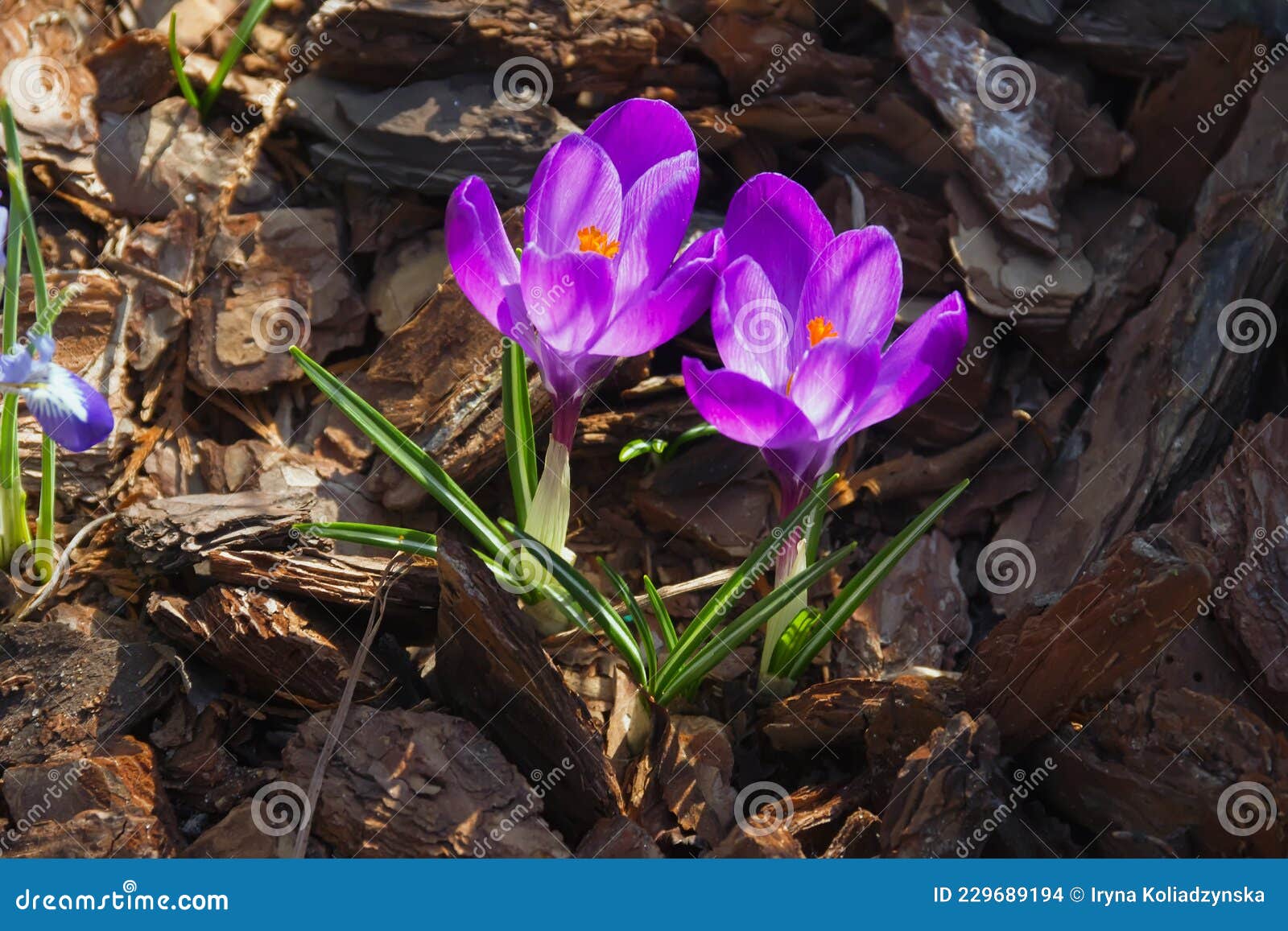 Lilac Crocus in the Garden. Spring Flowers Primroses Stock Photo ...