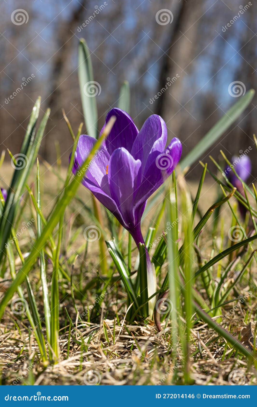 Lilac crocus in the grass. stock photo. Image of prairie - 272014146