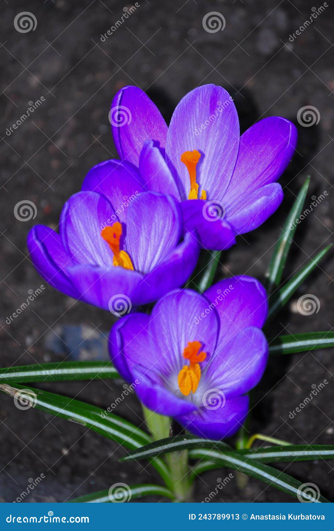 Orange Core Flower, Beautiful On A Green Grass Background. Hello Stock ...
