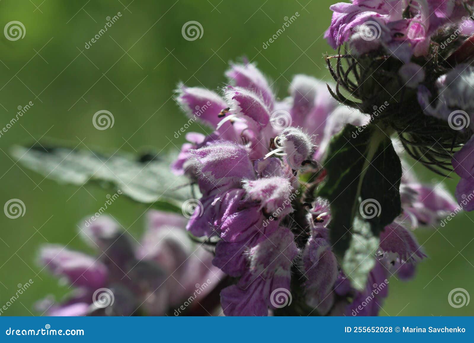 Lilac Field Flower Scatter Plans on Green Background Stock Photo ...