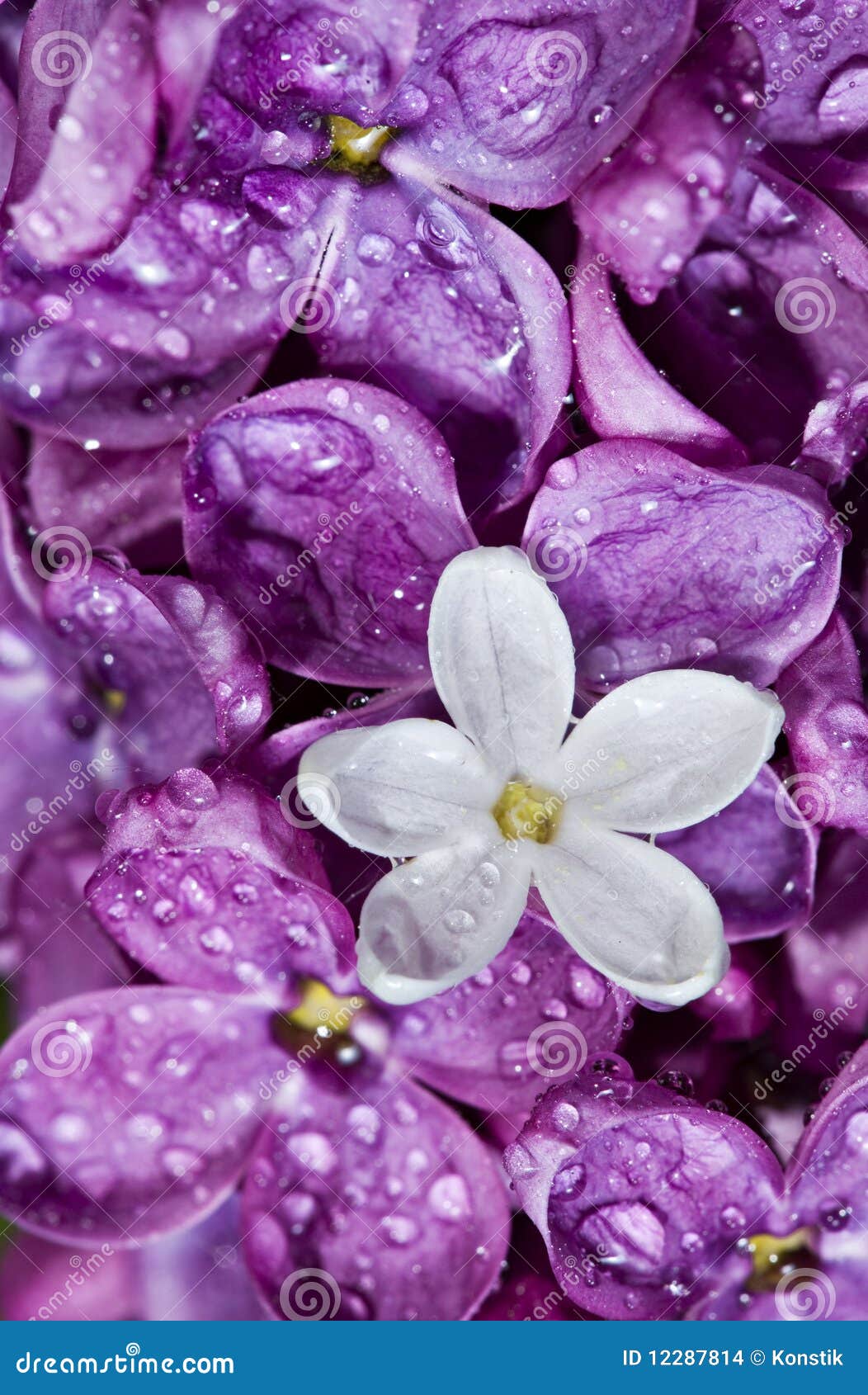 Lilac. Flor Branca Entre a Violeta Foto de Stock - Imagem de arbusto ...