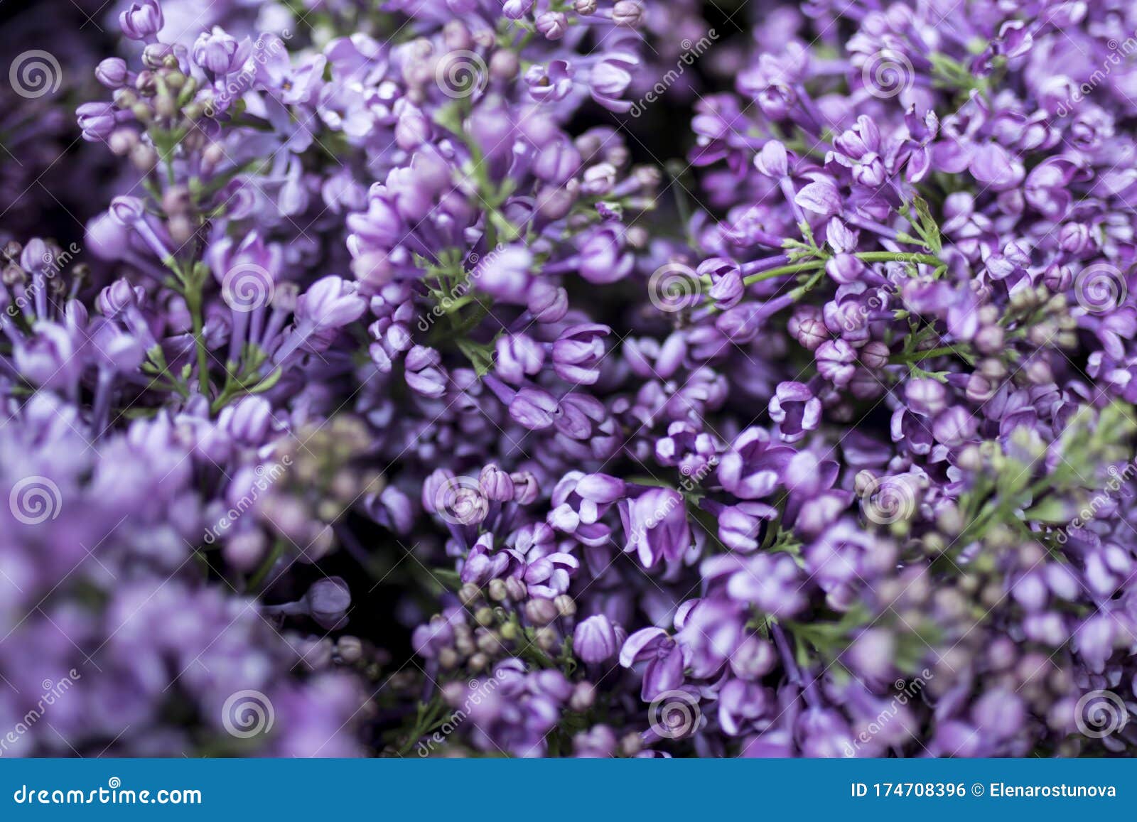 Floral Card in Lilac Colors. Card Design Stock Photo - Image of ...