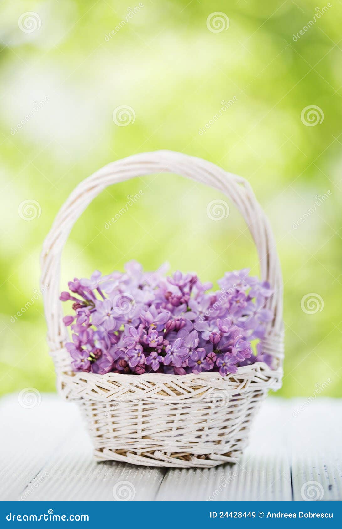 Lilac Flower. With Sky Background. Royalty-Free Stock Photography ...