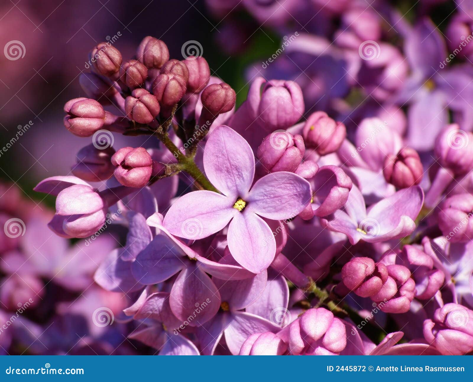 Lilac flower stock photo. Image of garden, lilac, flora - 2445872