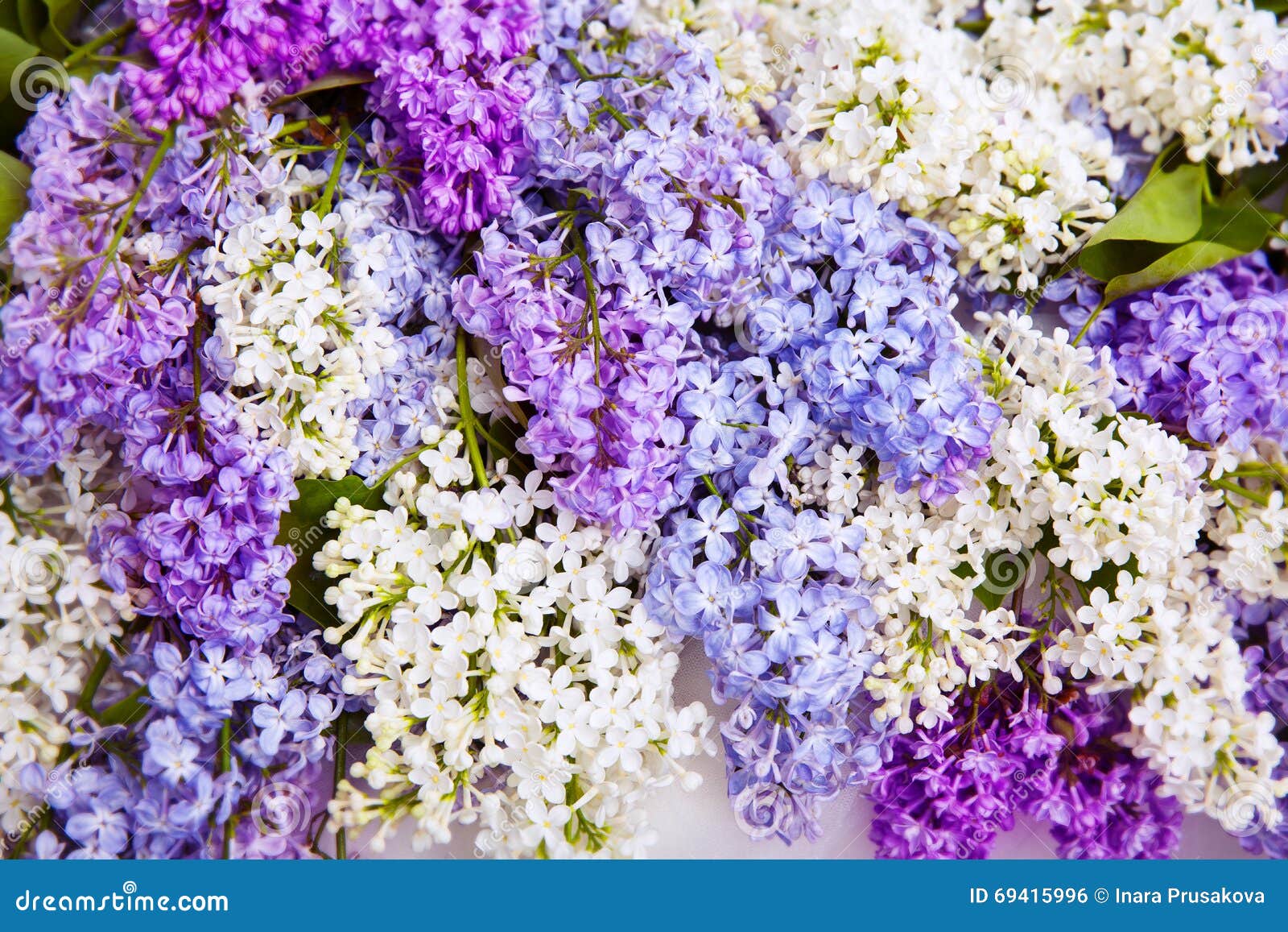 Lilac Flower Background, Blooms Flowers Stock Photo - Image of branch ...