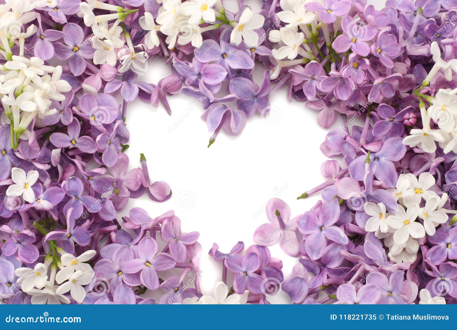 Lilac Flower Background. Lilac Texture Stock Image - Image of lilac ...