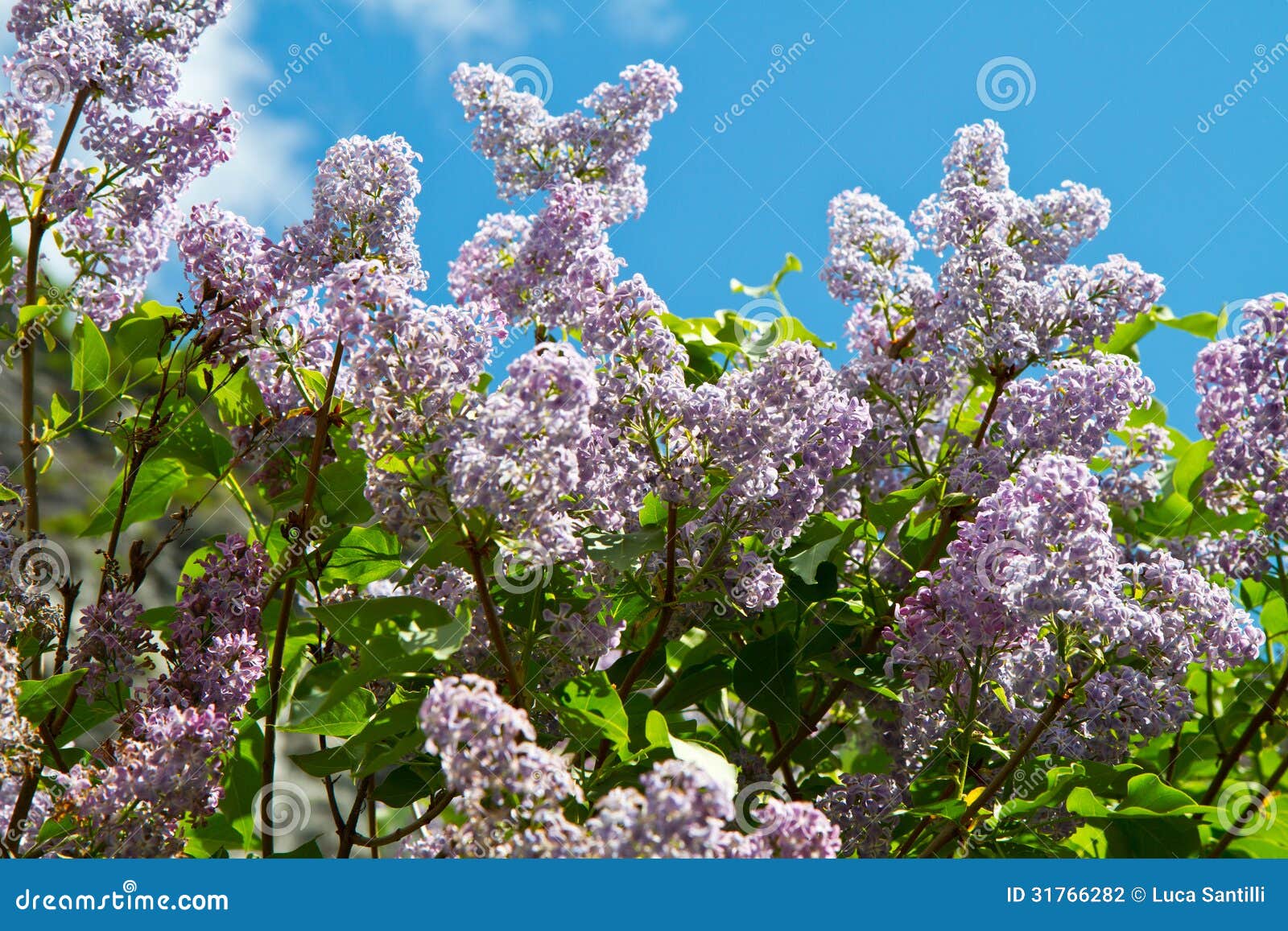 Lilac flower stock photo. Image of blue, blooming, botany - 31766282