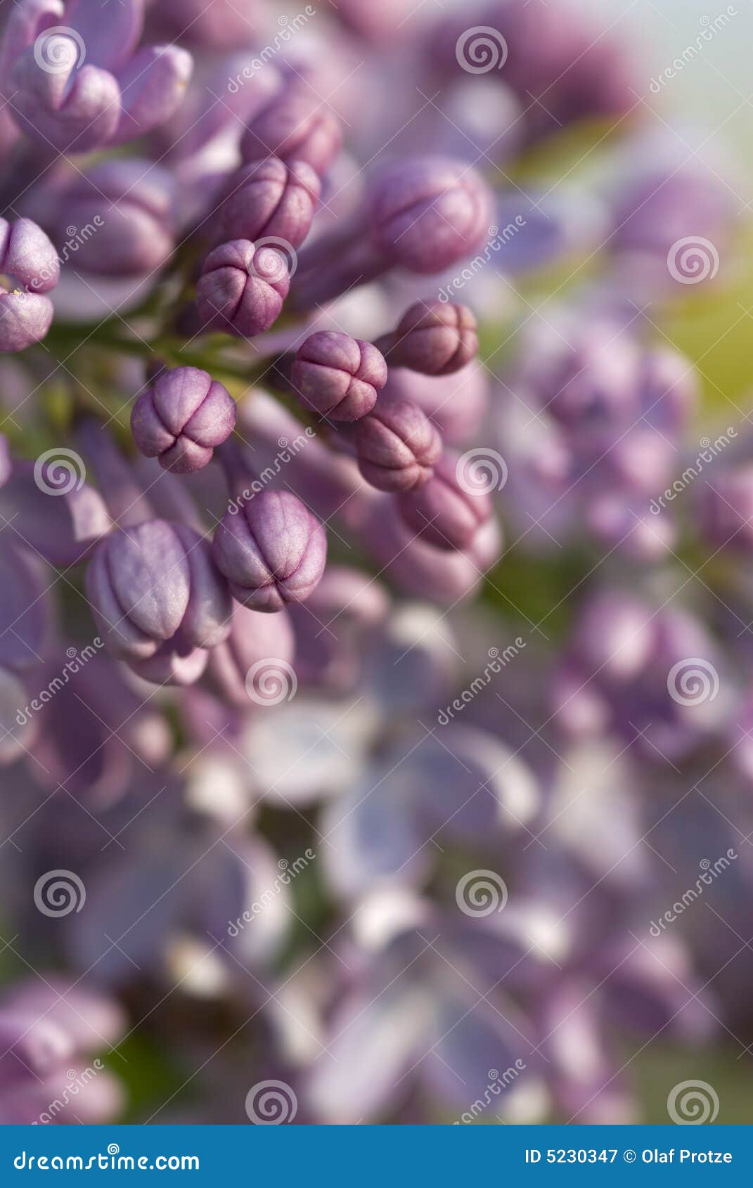 Lilac Flower Buds stock image. Image of brilliant, plant - 5230347