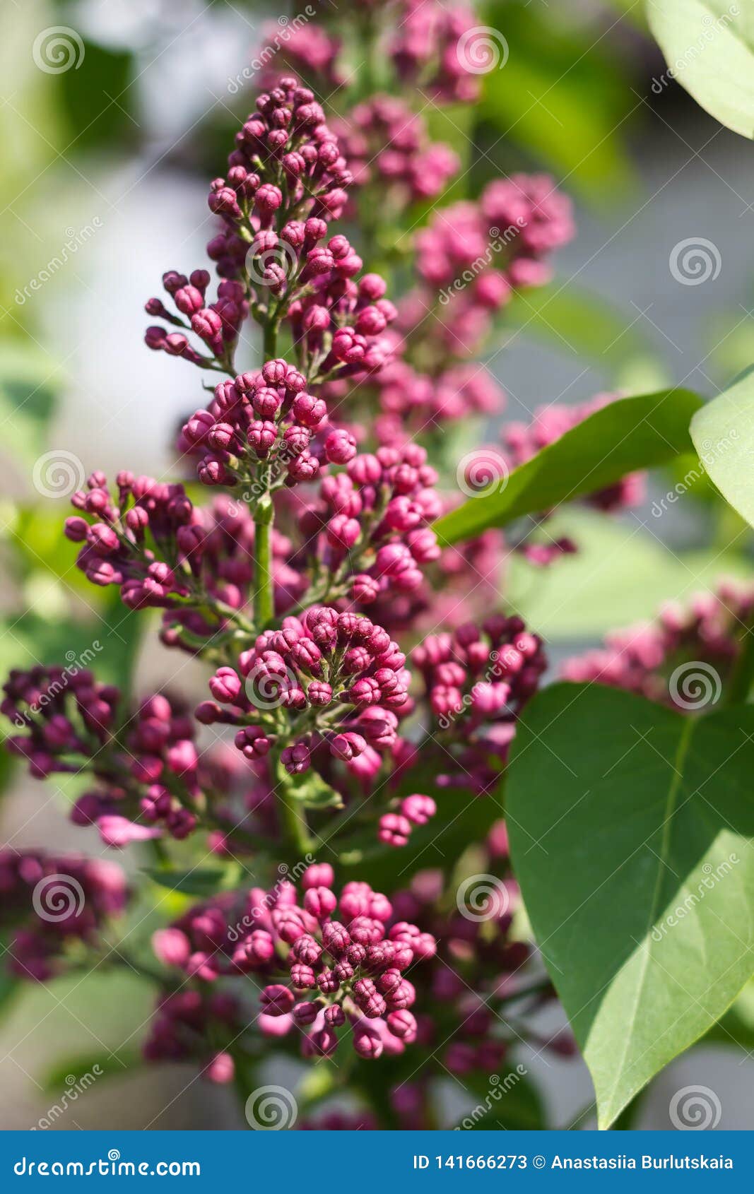 Lilac Flower Buds Grow in the Sun Stock Image - Image of macro ...