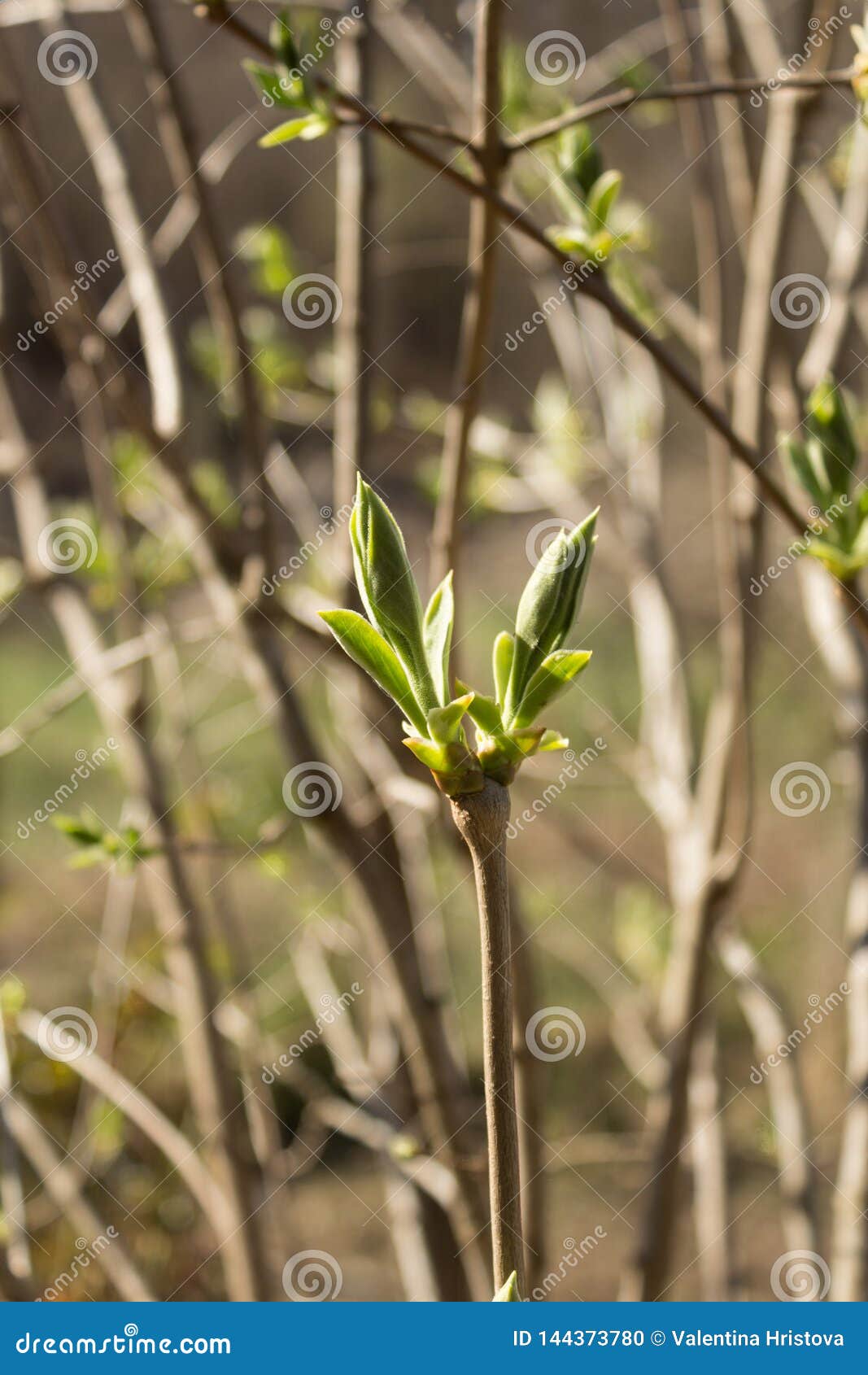 Lilac Flower Buds Sprouting in the Beginning of Spring. Stock Photo ...
