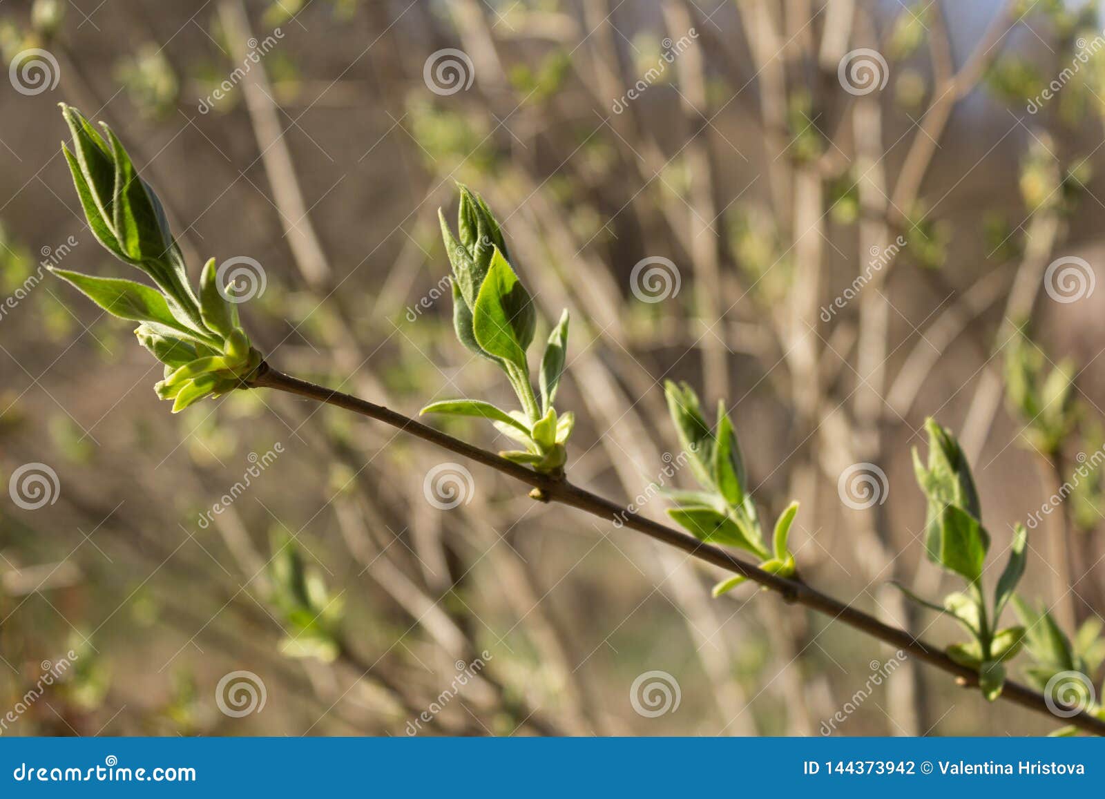 Lilac Flower Buds Sprouting in the Beginning of Spring. Stock Photo ...