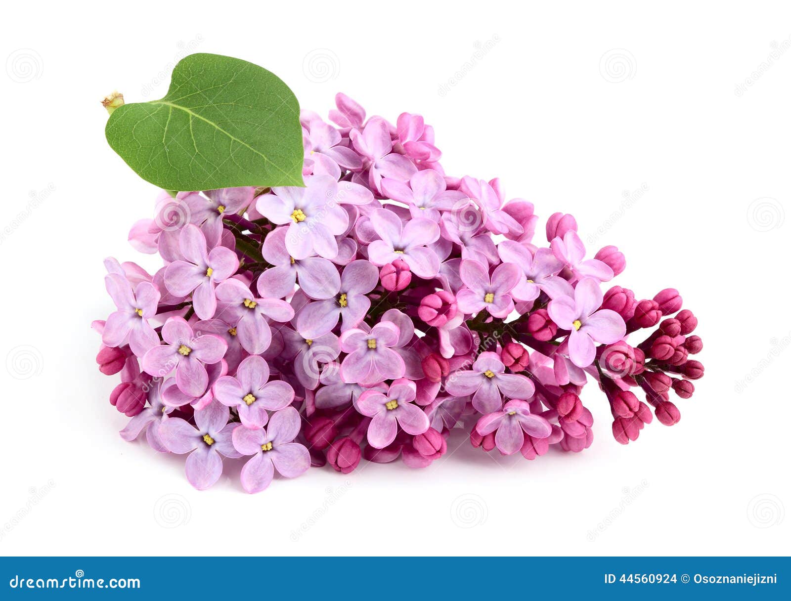 Lilac flower bunch. stock photo. Image of elegance, abstract - 44560924