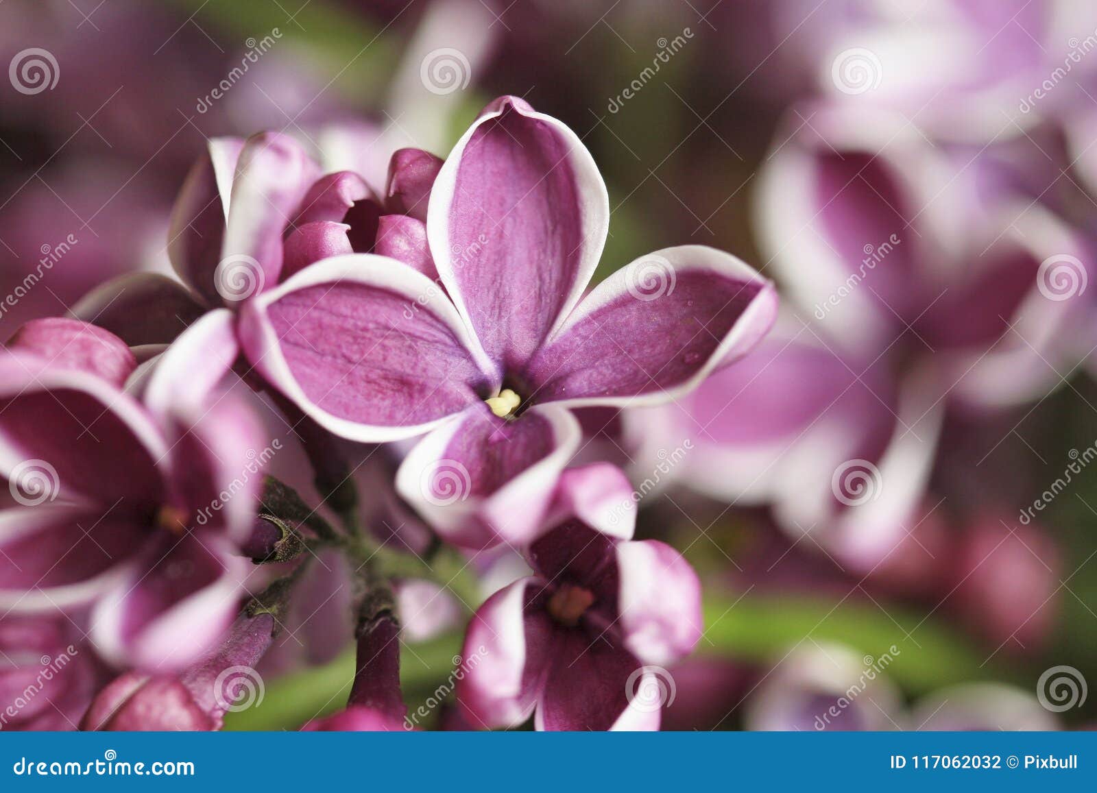 Lilac flower, close-up stock photo. Image of nature - 117062032