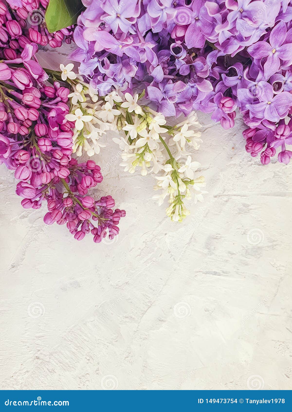 Lilac Flower on Concrete Background Frame Stock Photo - Image of ...