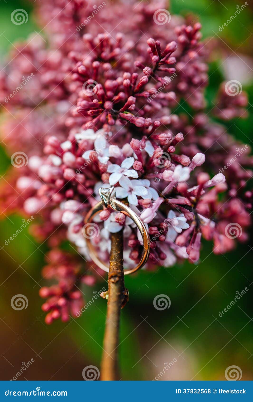 Lilac Flower and Engagement Ring Stock Photo - Image of beauty, amor ...