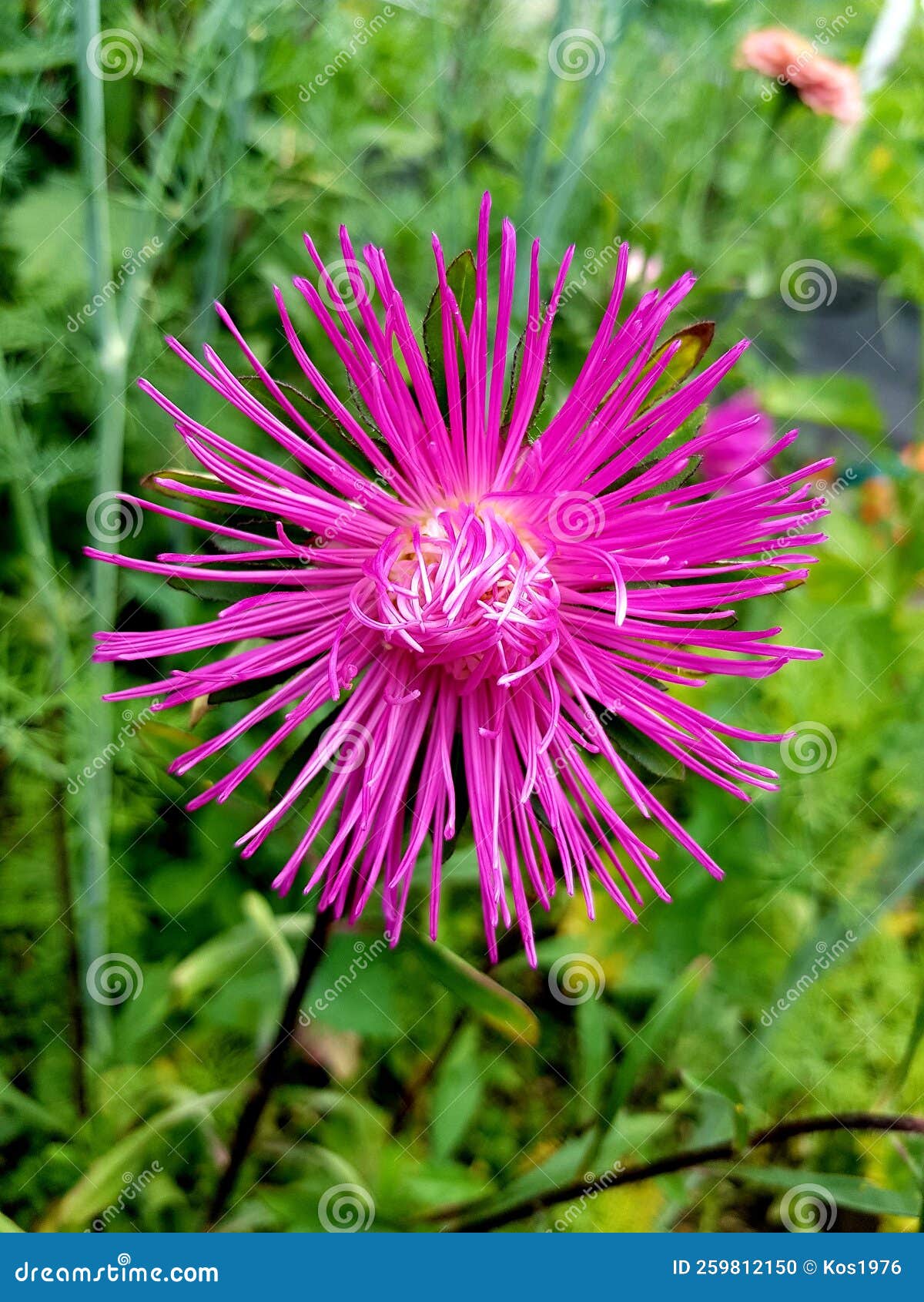 Lilac Flower in Green Grass Stock Photo - Image of located, food: 259812150