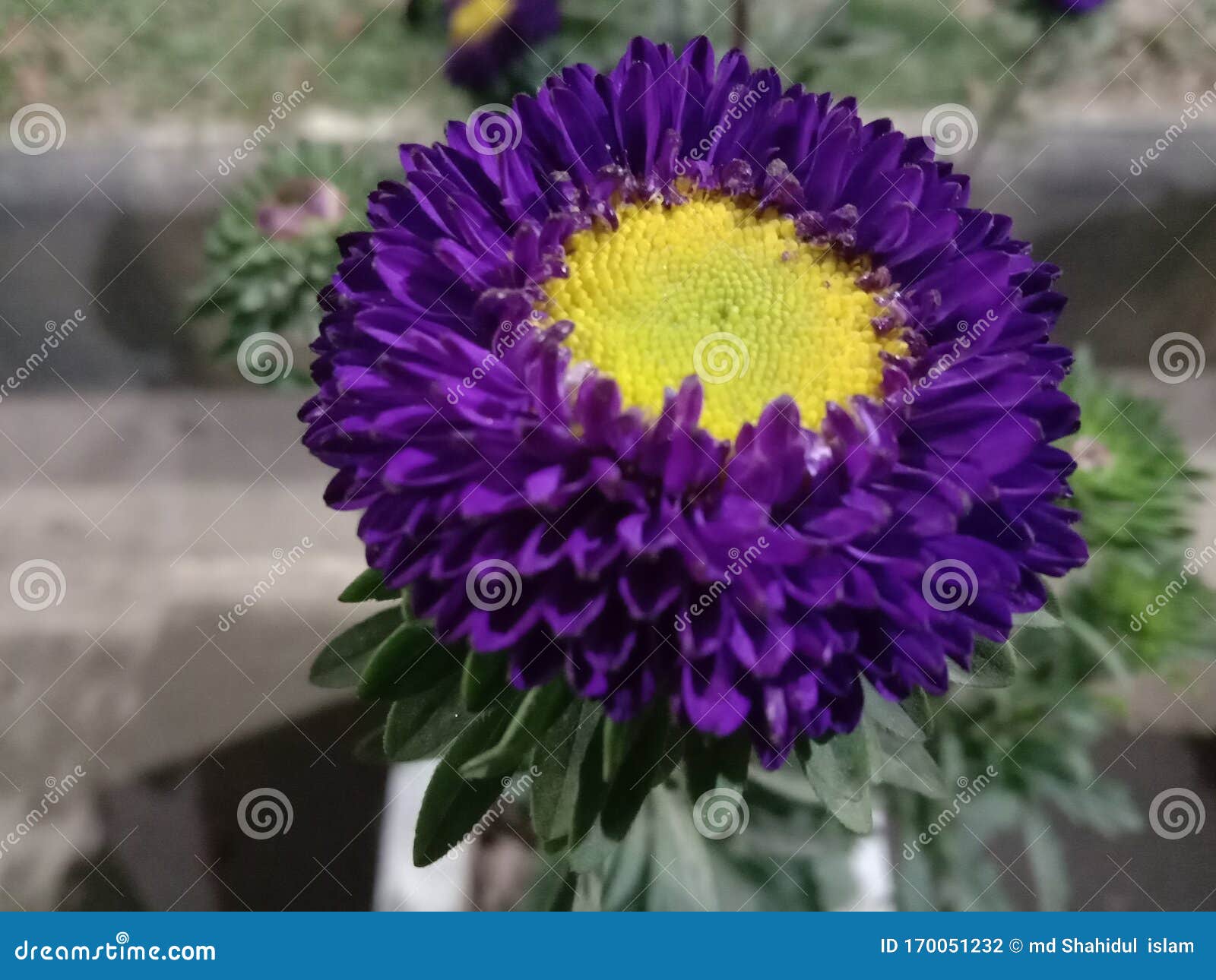 Lilac flower stock photo. Image of flowers, roses, rose - 170051232