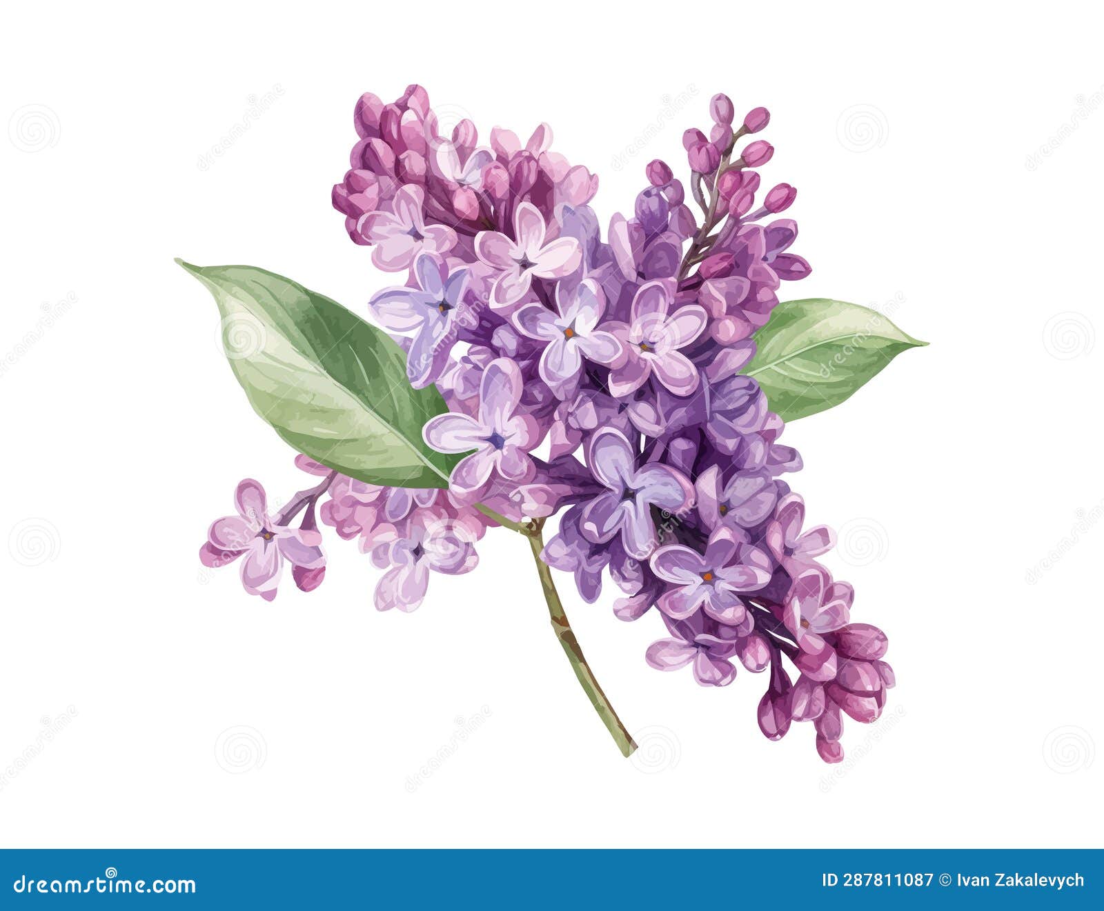 Lilac flower. Watercolor stock illustration. Illustration of isolated ...