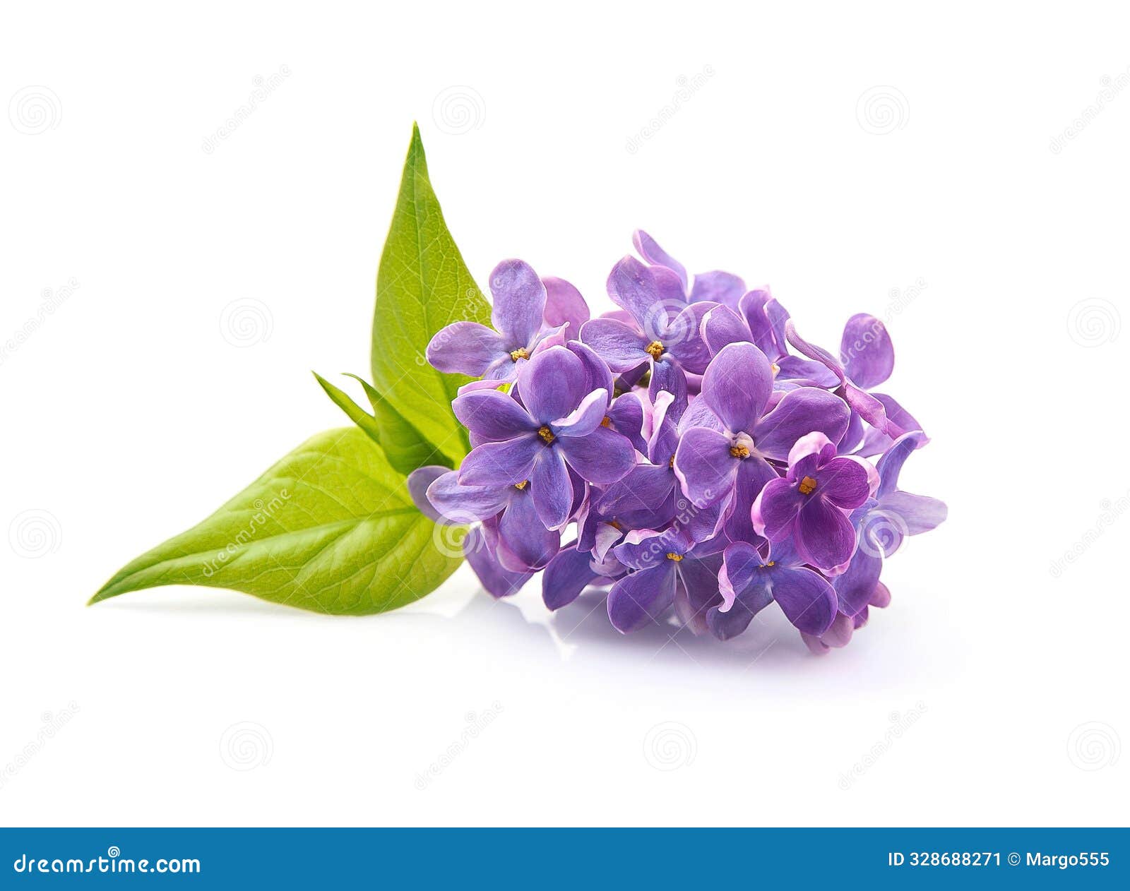 Lilac Flower Background, Blooms Flowers Royalty-Free Stock Image ...
