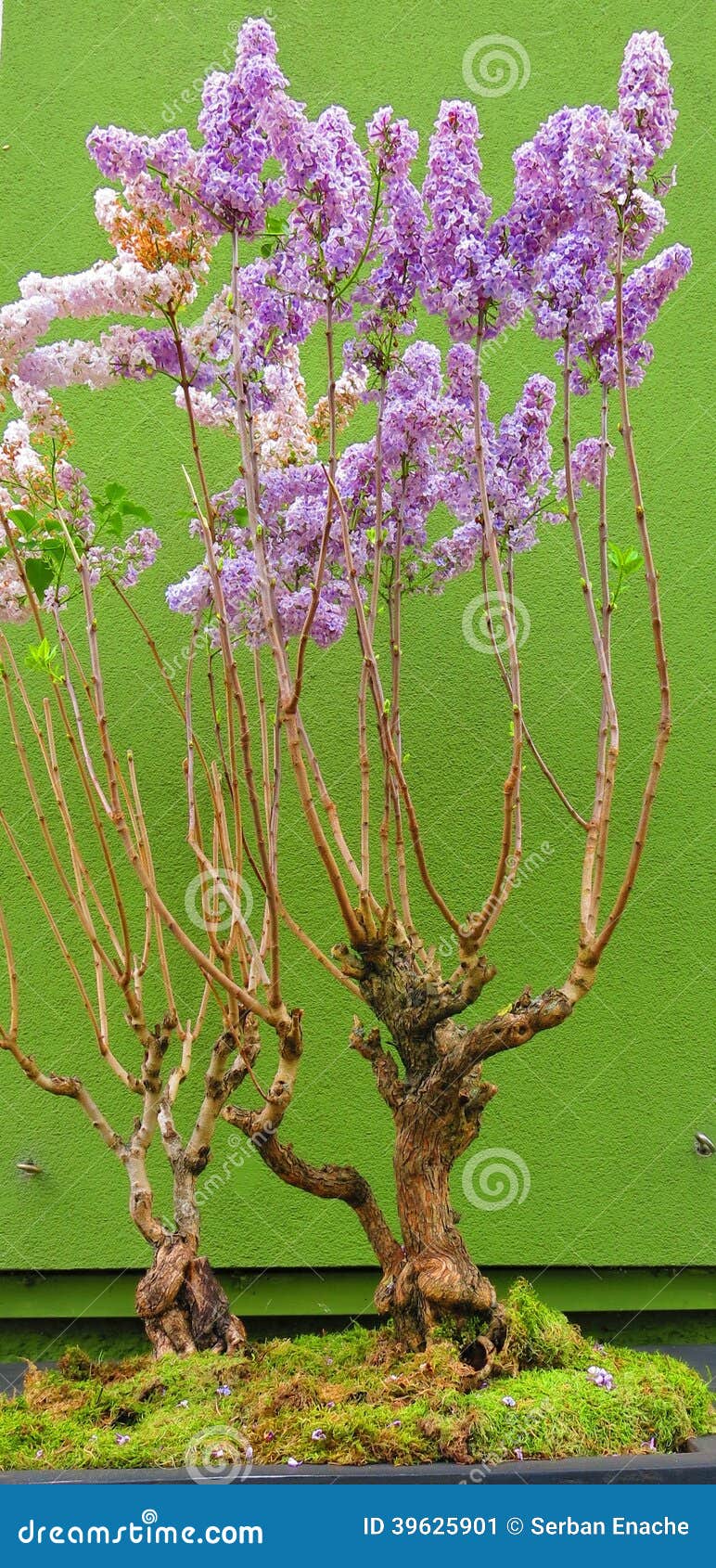 Lilac Flowering Bonsai Tree Stock Image - Image of twisted, decorative ...