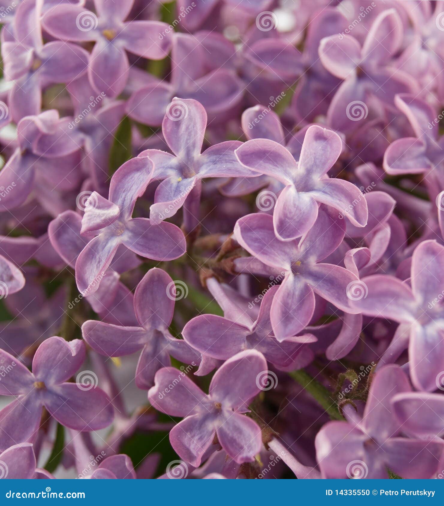 Lilac flowers stock photo. Image of color, nature, fragility - 14335550