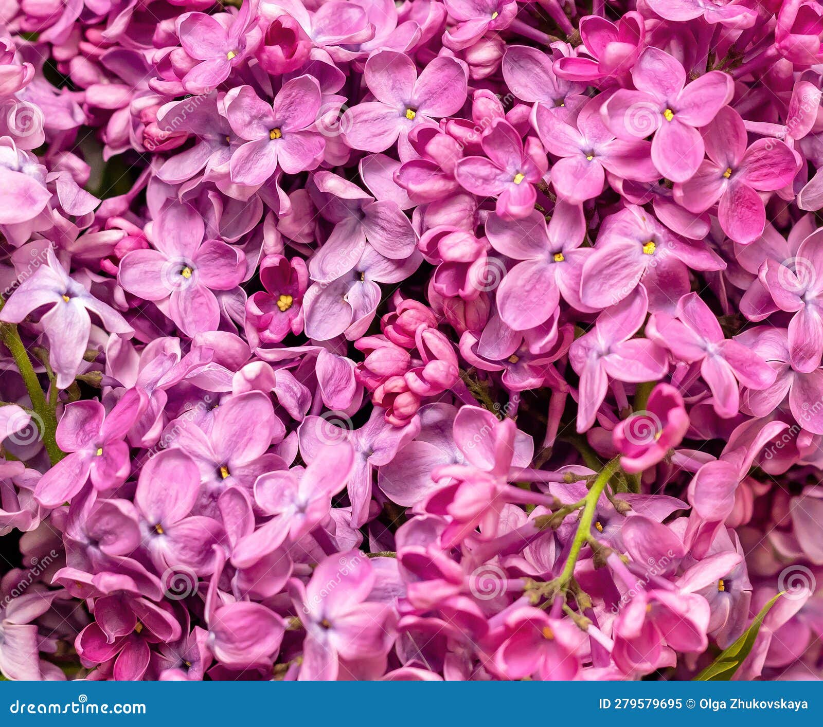 Lilac Flowers Background Square. Floral Lilac Background Stock Image ...