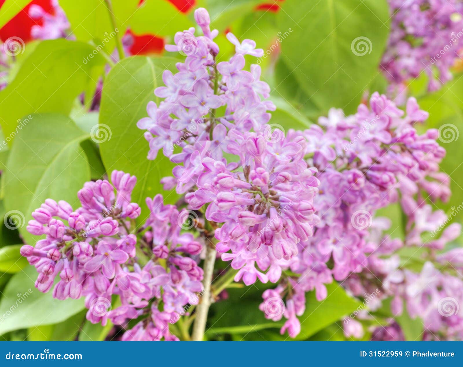 Lilac flowers stock image. Image of garden, florist, flora - 31522959