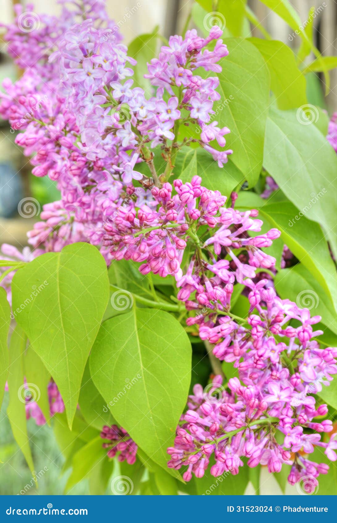 Lilac flowers stock photo. Image of macro, nature, blur - 31523024