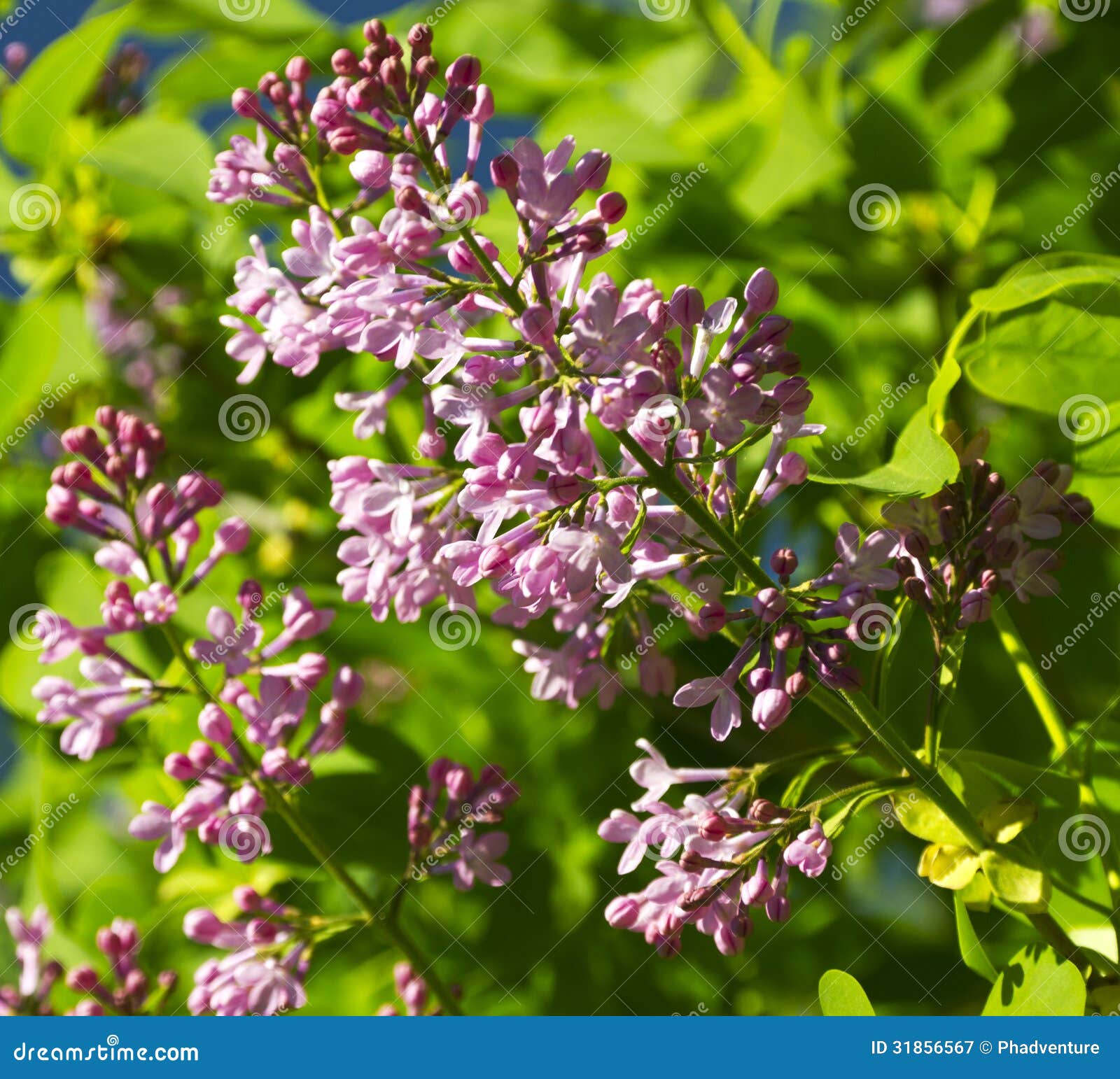 Lilac flowers stock image. Image of garden, closeup, beautiful - 31856567