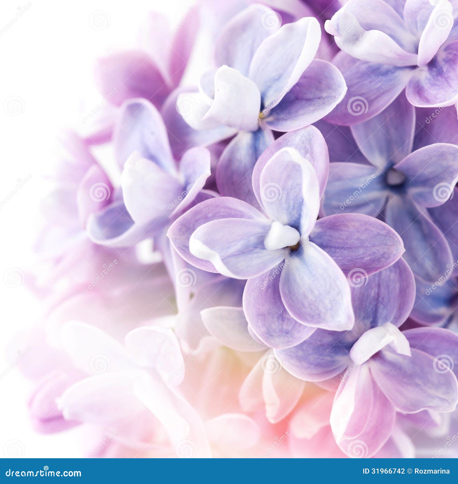Lilac flowers stock photo. Image of print, petal, purple - 31966742