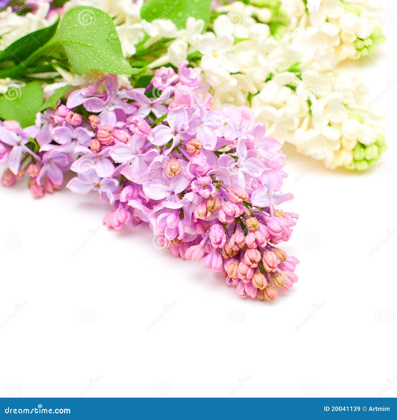 Lilac flowers bouquet stock image. Image of season, blossoms - 20041139