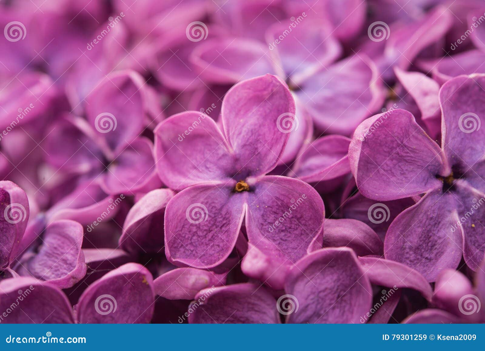 Lilac Flowers Close Up in Studio Stock Image - Image of botanic, branch ...