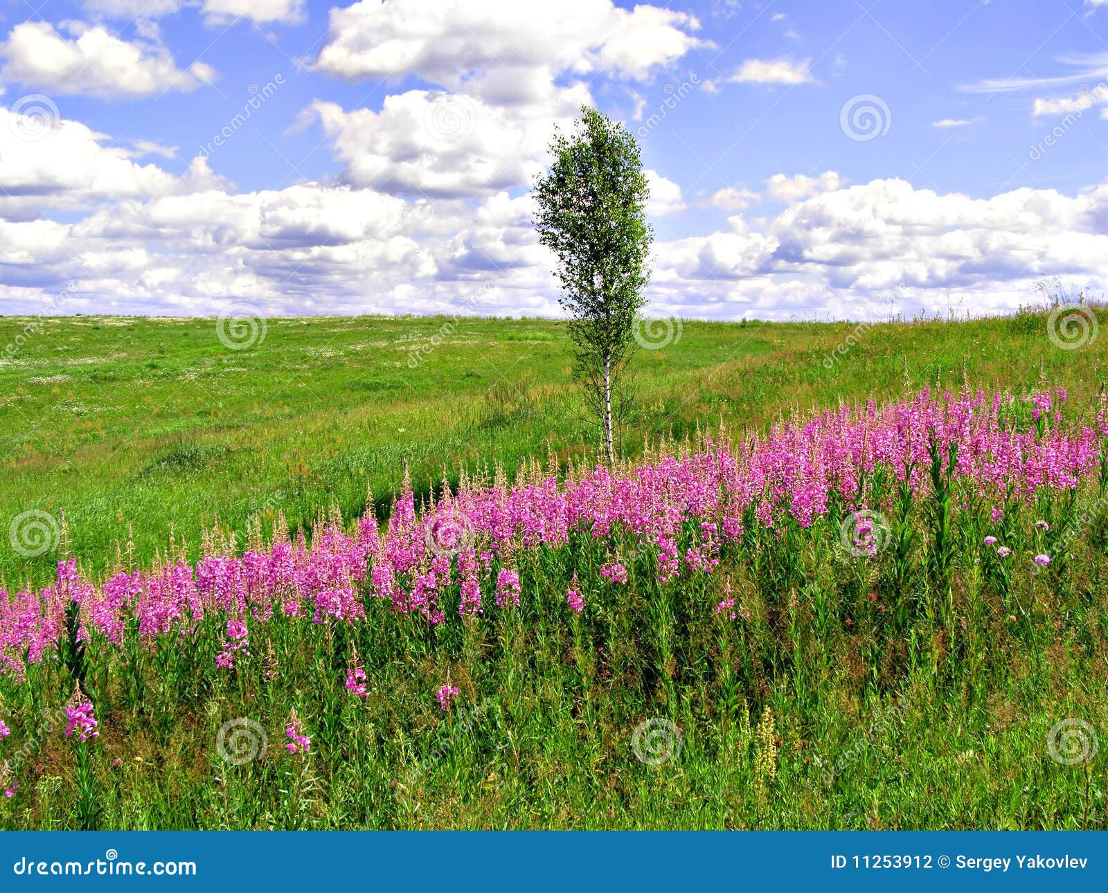 Lilac flowers on field stock photo. Image of heavens - 11253912