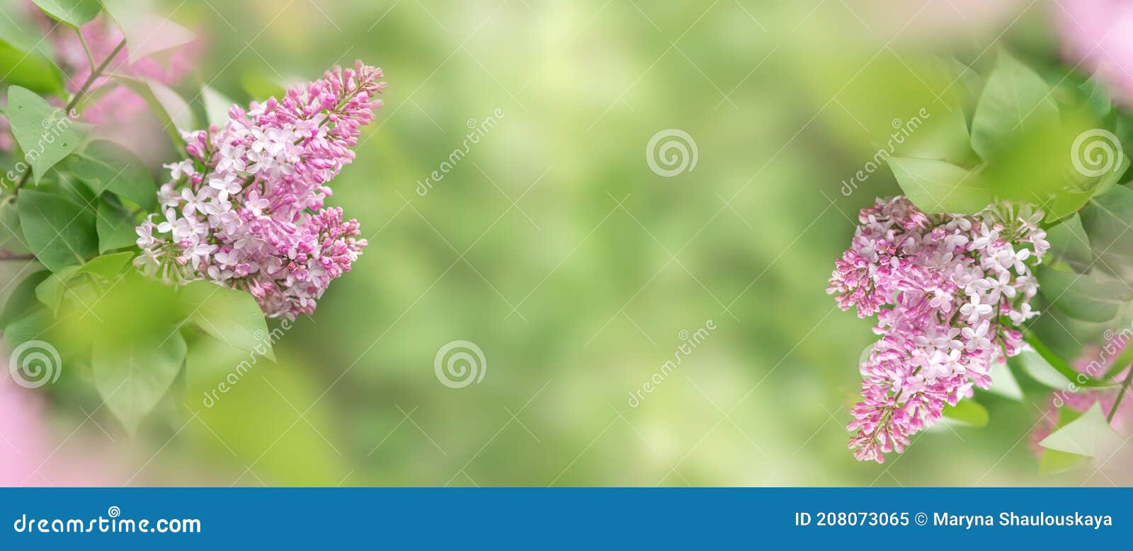Lilac Flowers on a Green Background. Spring Banner Stock Image - Image ...