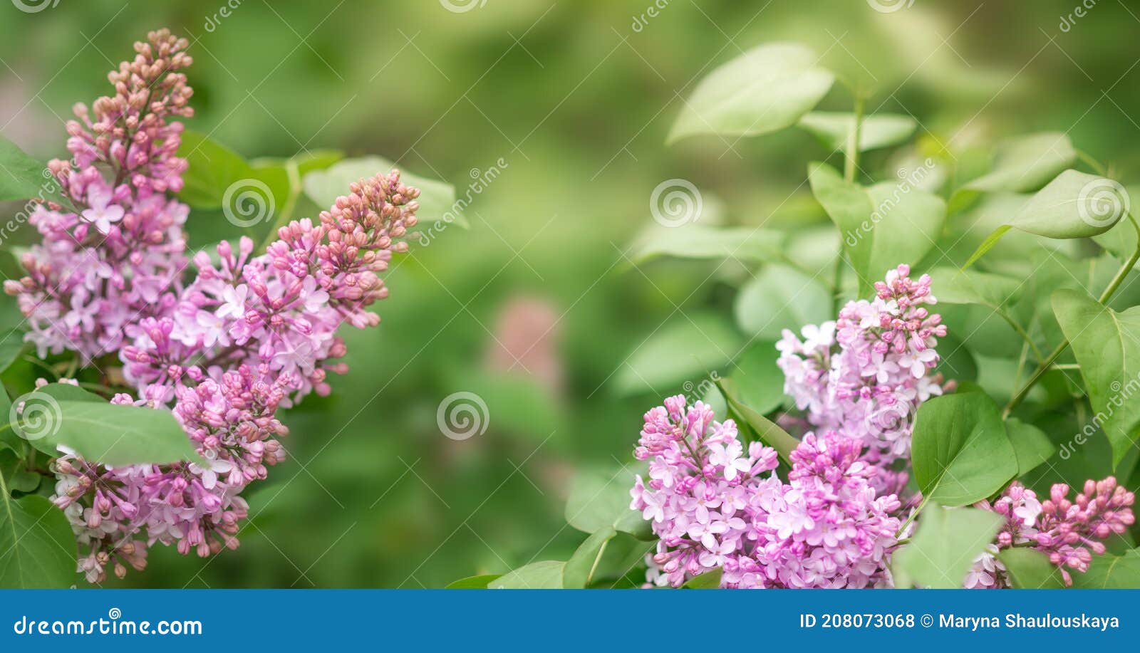 Lilac Flowers on a Green Background. Spring Banner Stock Photo - Image ...