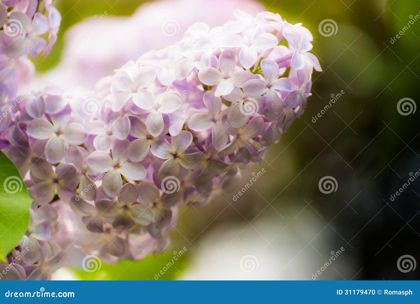 Lilac Flowers of Light Purple Color Stock Photo - Image of natural ...