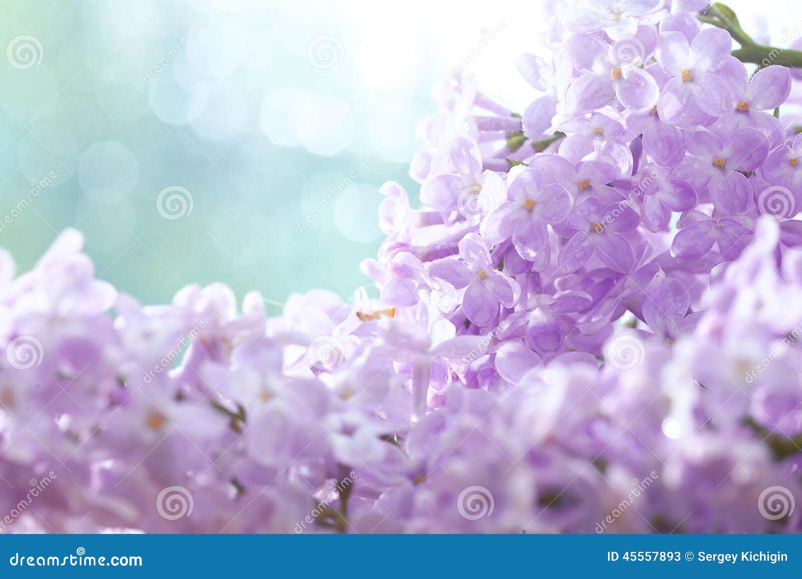Lilac Flowers Macro Background Stock Image - Image of bunch, decoration ...