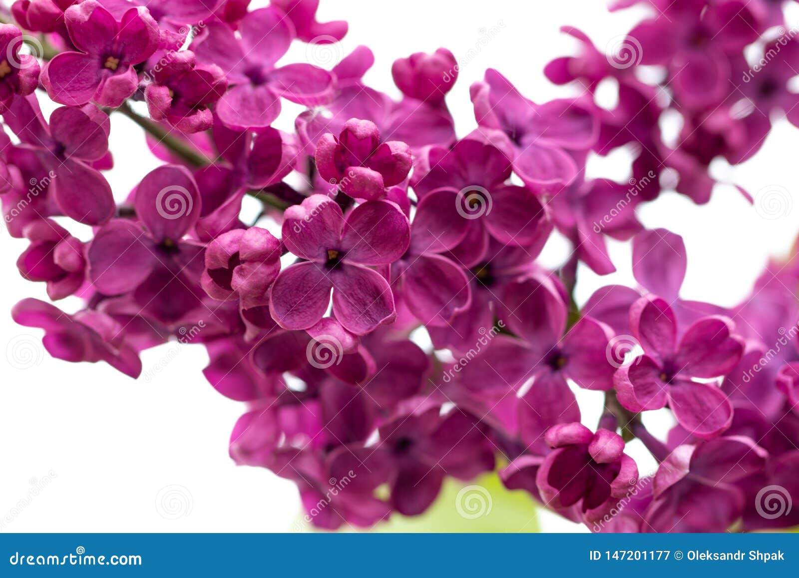 The Lilac Flowers Macro Background. Close-up Stock Image - Image of ...