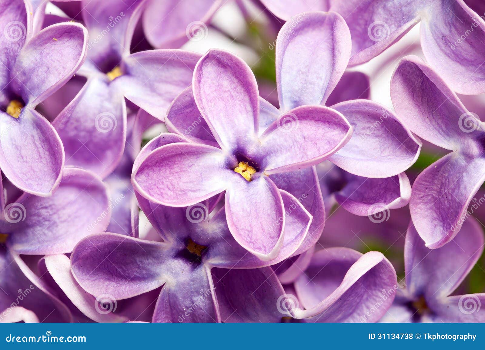 Lilac flowers macro stock photo. Image of closeup, fragrant - 31134738