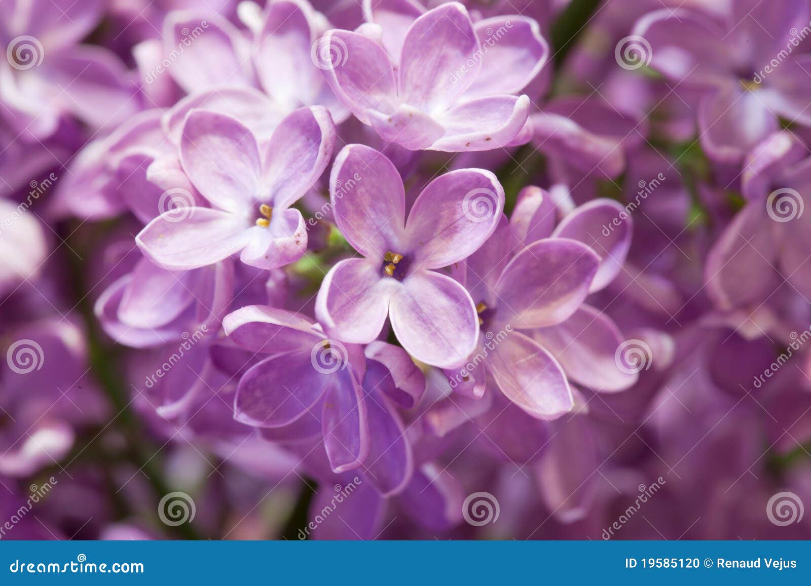Lilac flowers macro image stock photo. Image of decoration - 19585120