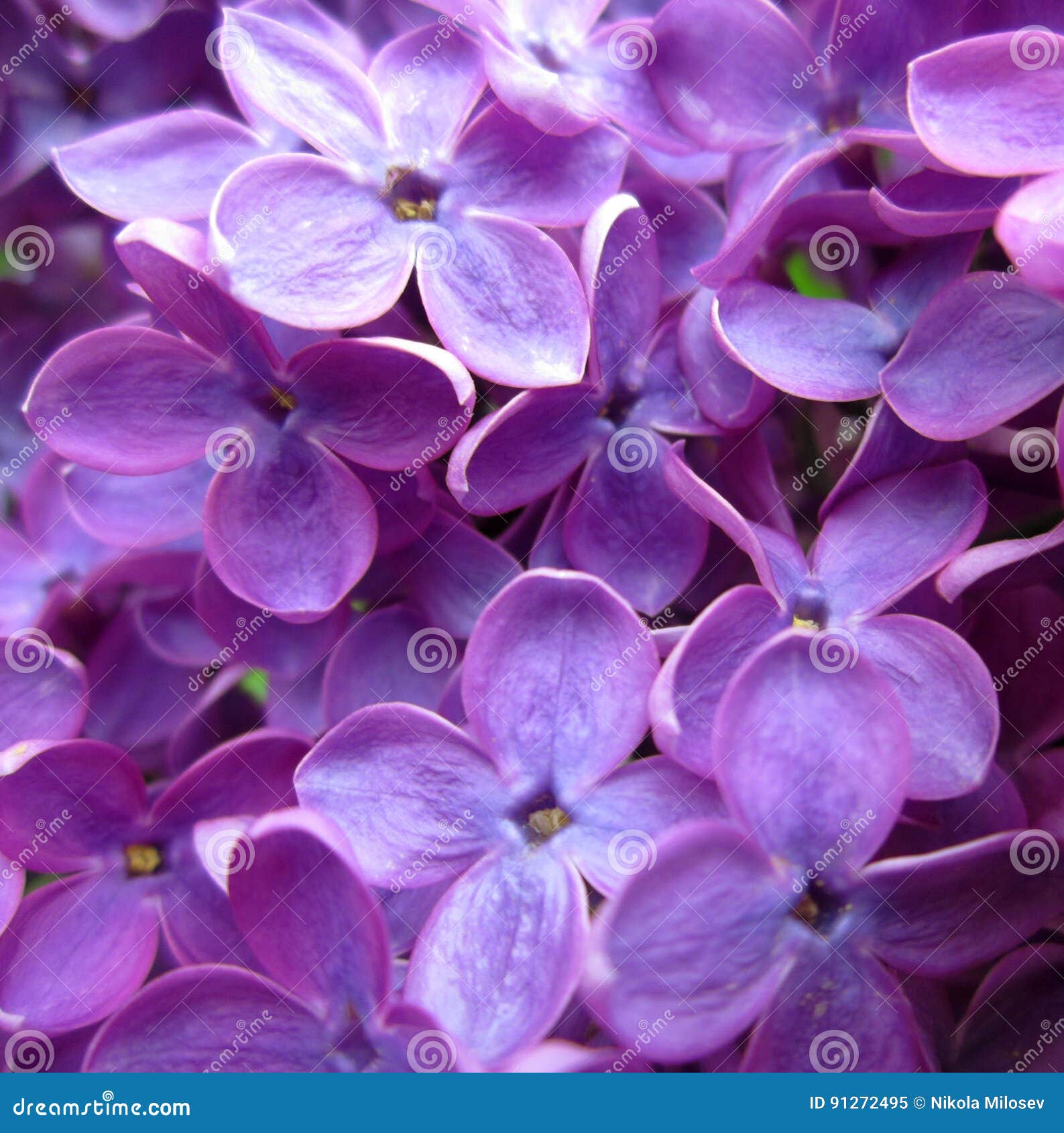 Lilac flowers stock image. Image of flowers, flowering - 91272495