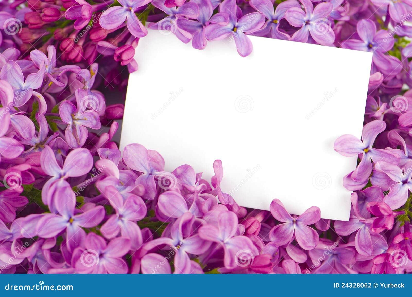 Lilac Flowers with Sample Text Stock Photo - Image of fragrant, summer ...