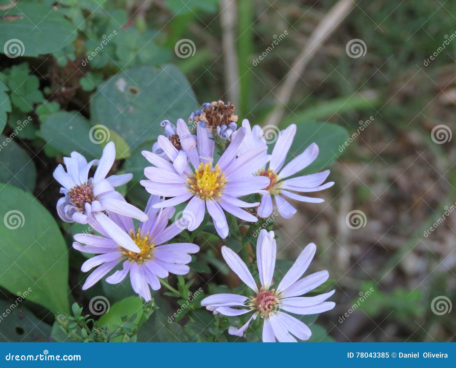 Lilac Flowers stock image. Image of petals, core, flowers - 78043385
