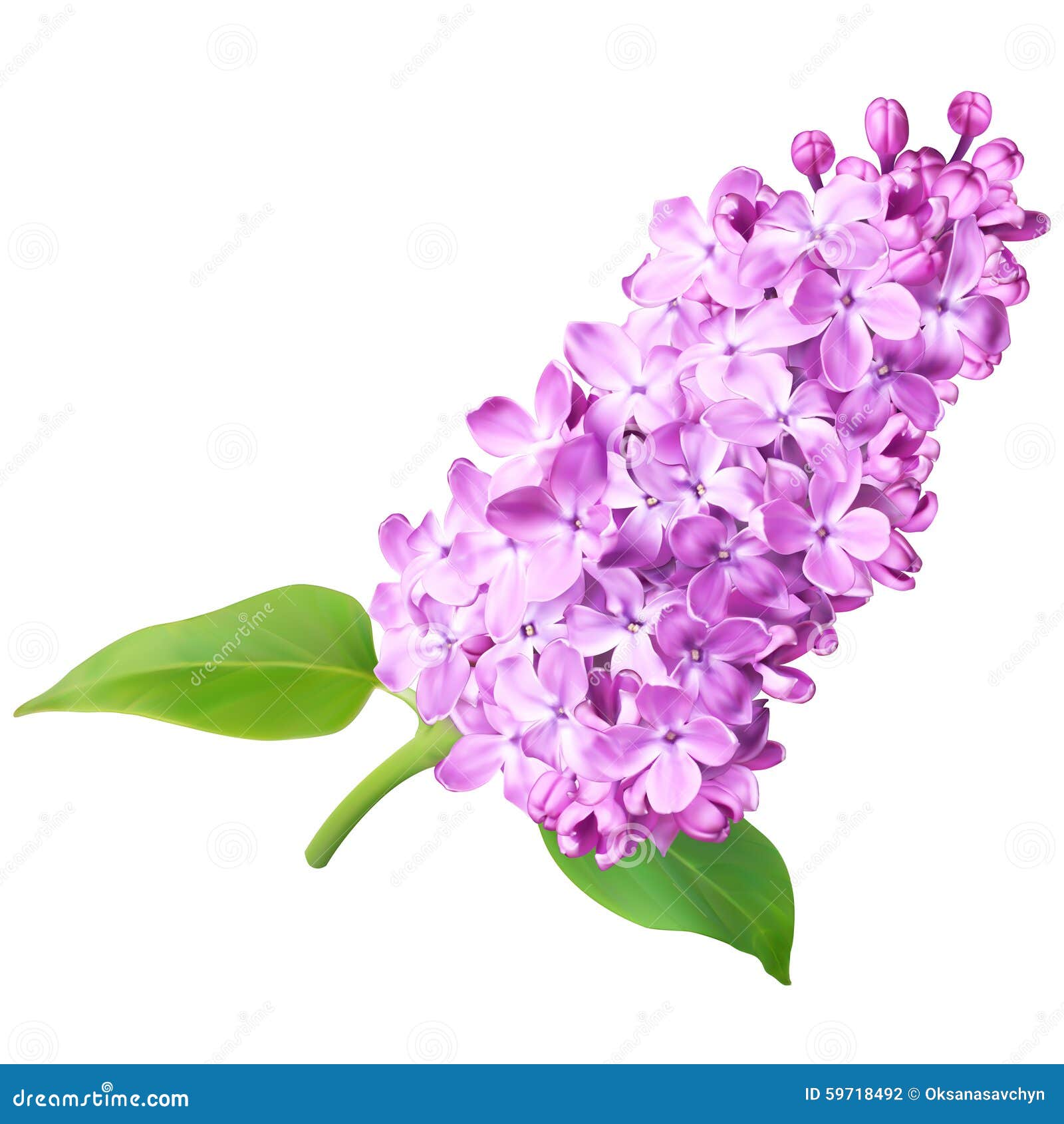 Lilac flowers stock illustration. Illustration of mauve - 59718492