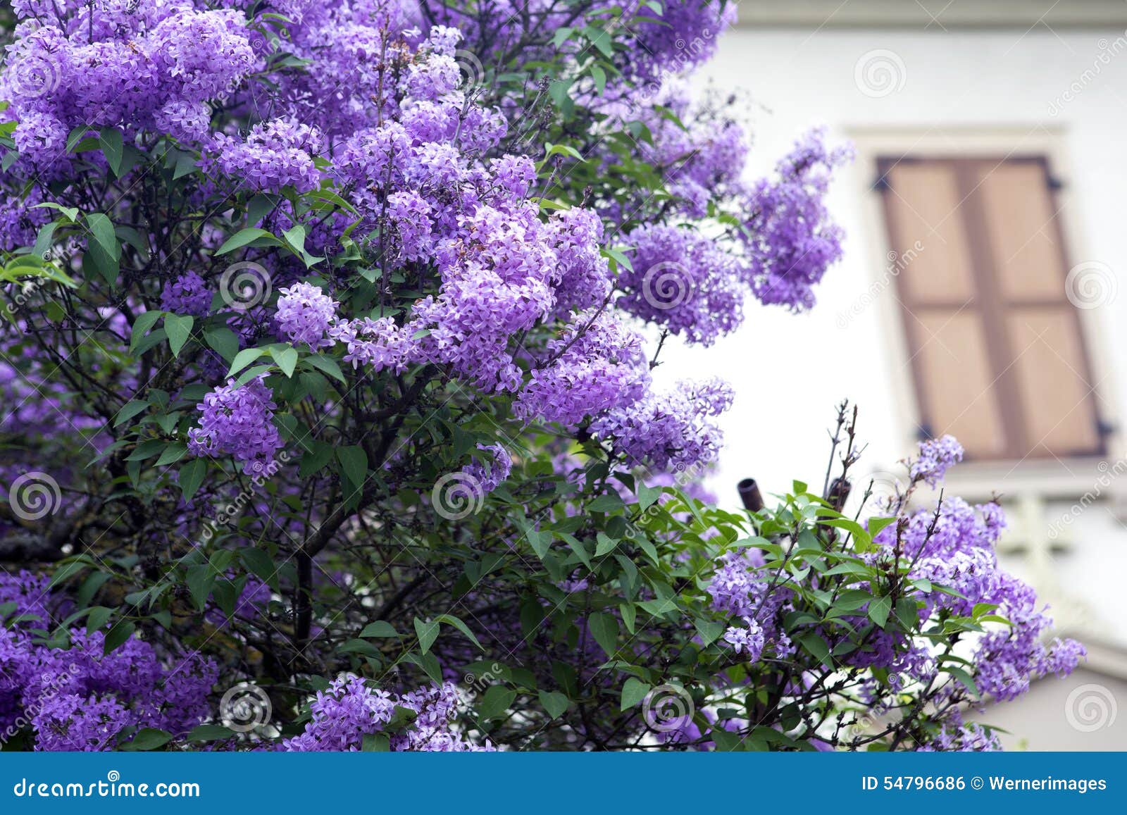 Lilac Flowers Tree in Front of a House Stock Photo - Image of botanical ...