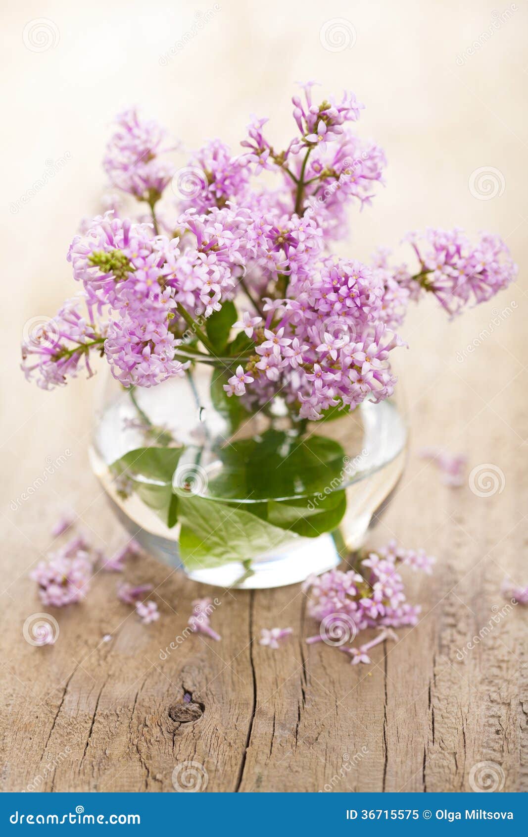 Lilac flowers in vase stock image. Image of closeup, leaf - 36715575
