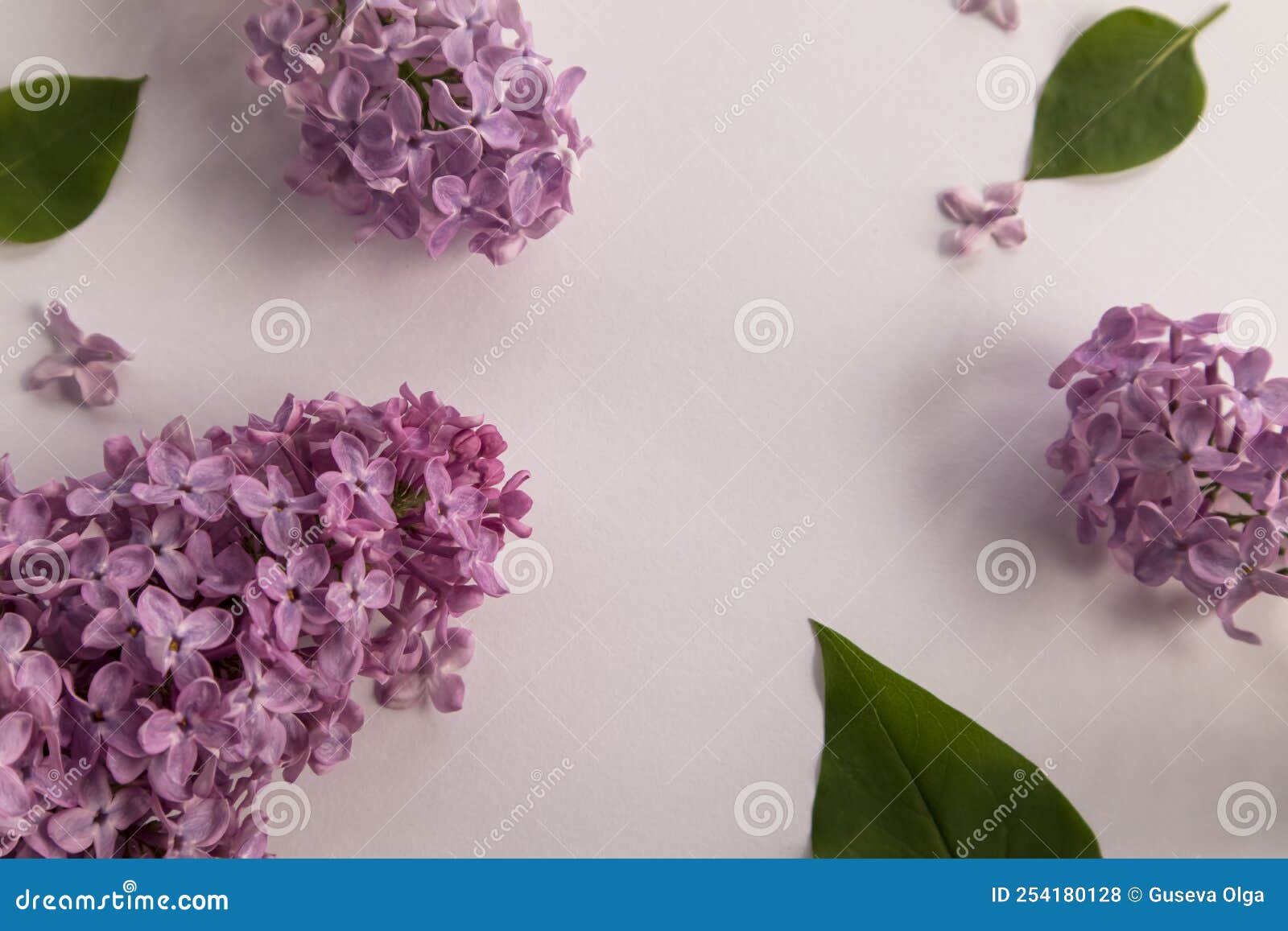 Lilac Flowers on a White Background with Space for Text. Banner. Spring ...
