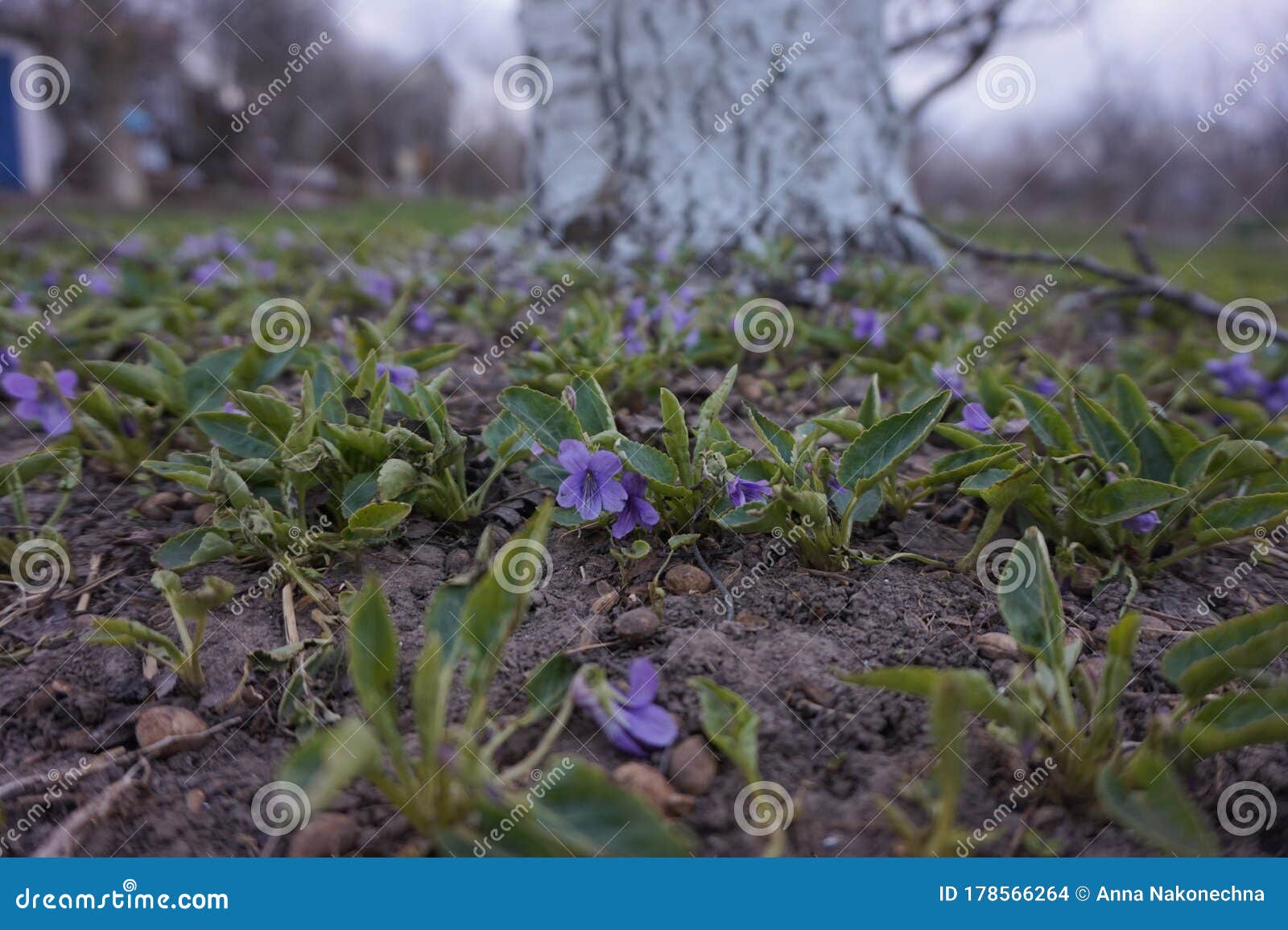 Lilac Forest Violets Grow Under a Tree. Stock Photo - Image of ...