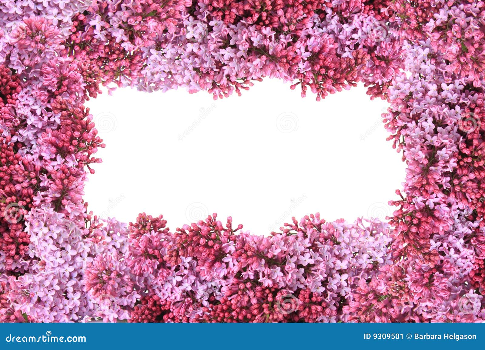 Lilac frame stock image. Image of fresh, flower, border - 9309501